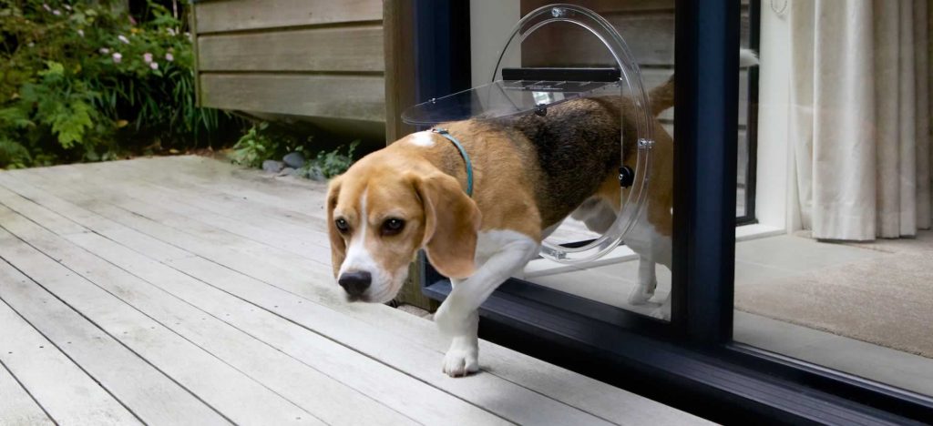 Pet Doors, Dog Doors and Cat Doors in Glass | O'Brien Glass®